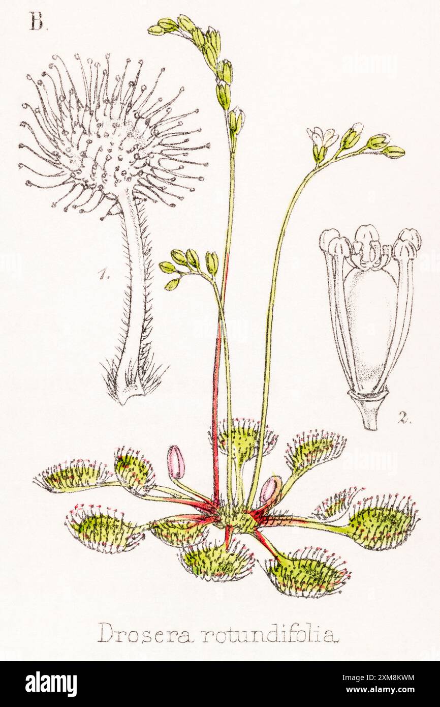 19th c. hand-tinted botanical illustration of Drosera rotundifolia ...