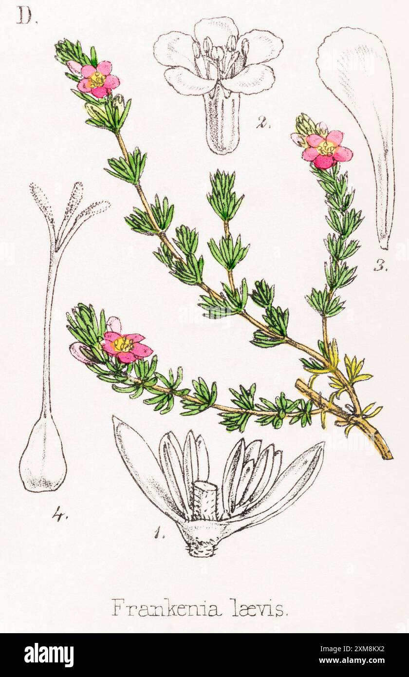 19th c. hand-tinted botanical illustration of Frankenia laevis / Sea ...
