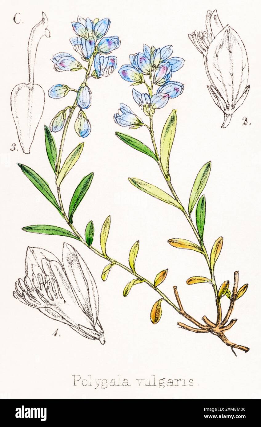 19th c. hand-tinted botanical illustration of Polygala vulgaris ...