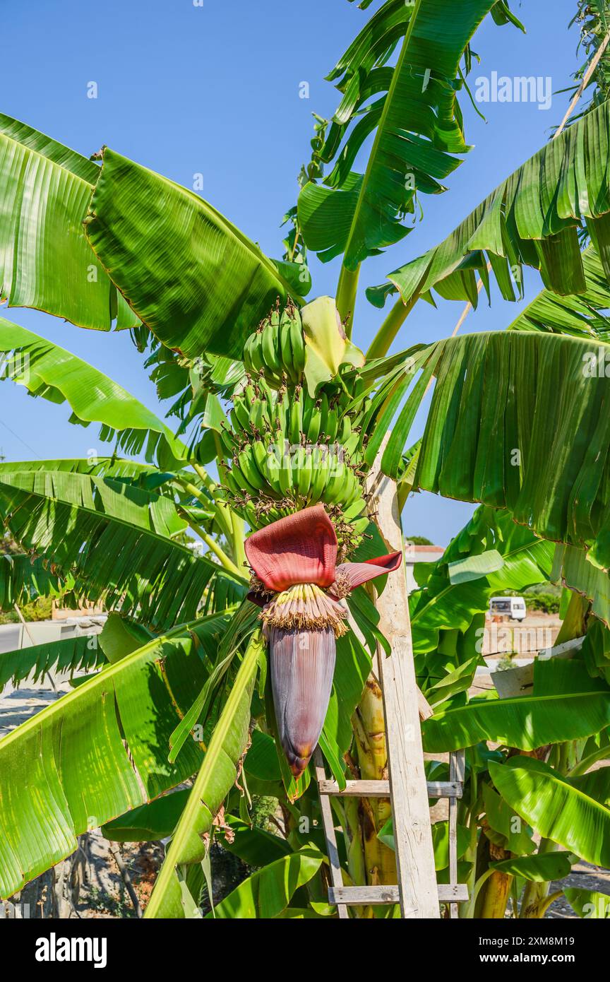 Banana palm tree with purple inflorescence and developing bunch of ...