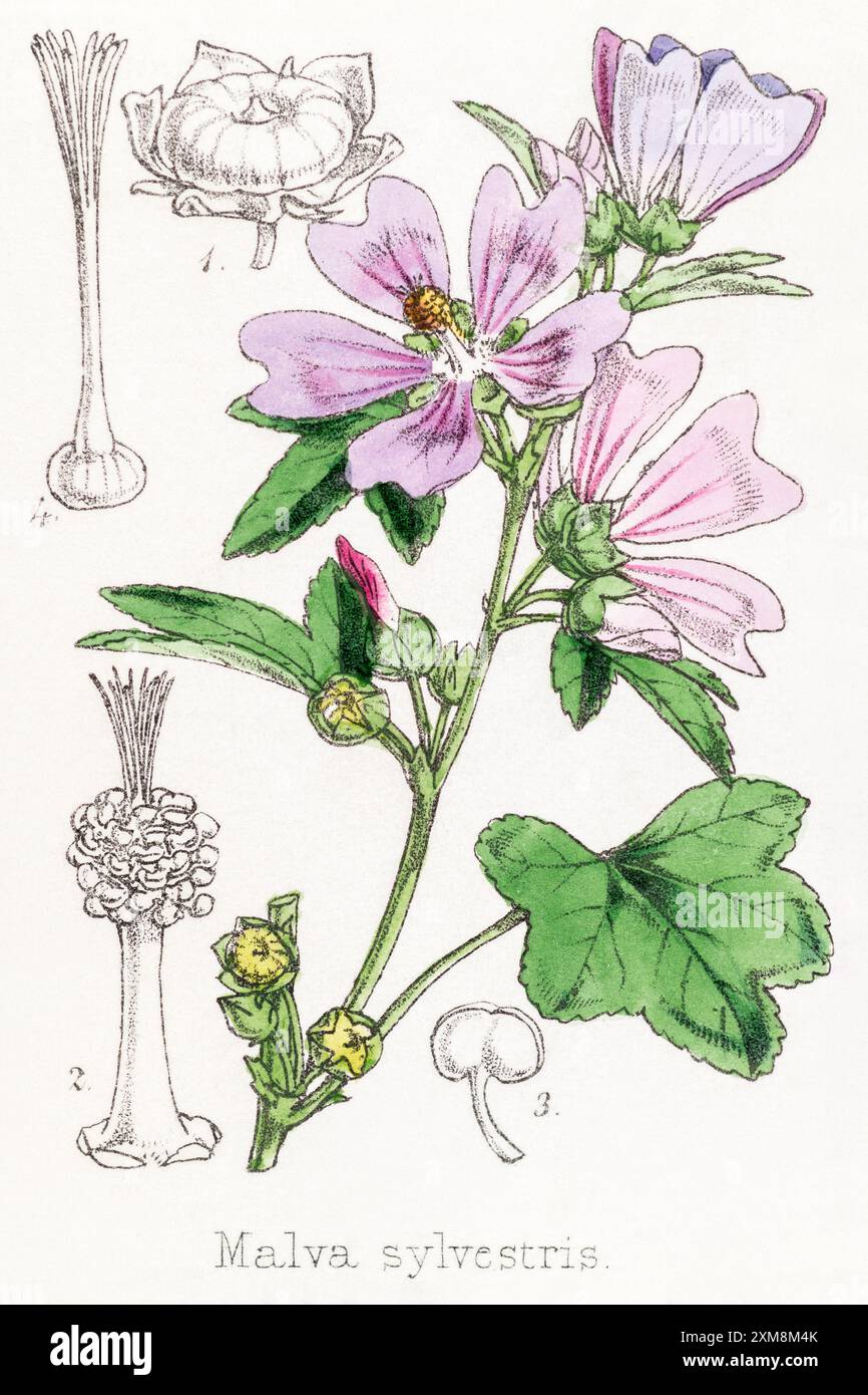 19th c. hand-tinted botanical illustration of Malva sylvestris in Field ...