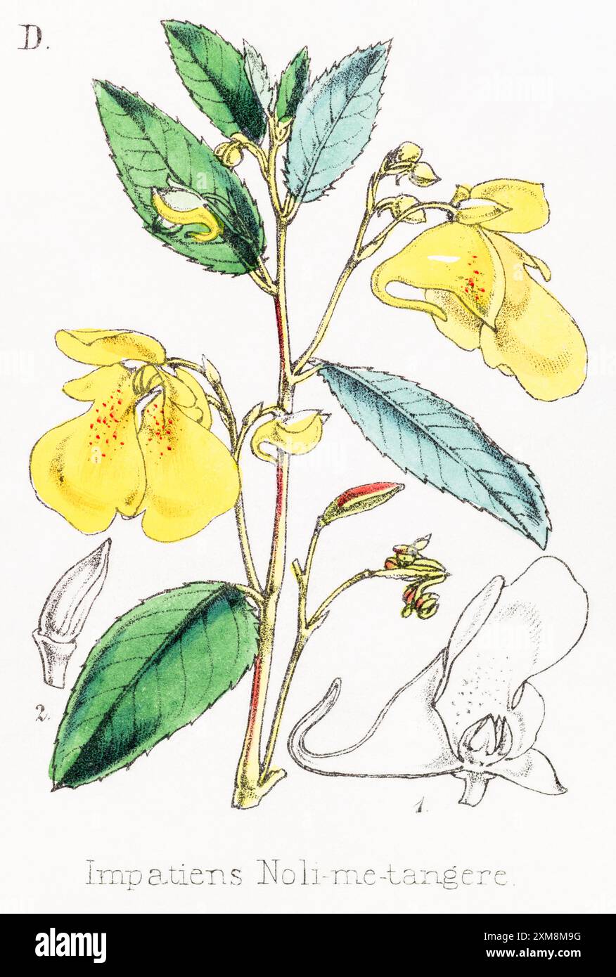 Medicinal plants noli me tangere hi-res stock photography and images ...