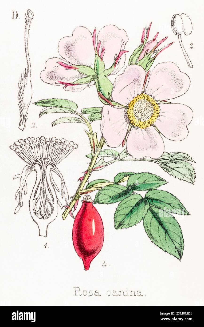 19th c. hand-tinted botanical illustration of Rosa canina / Dog Rose in ...