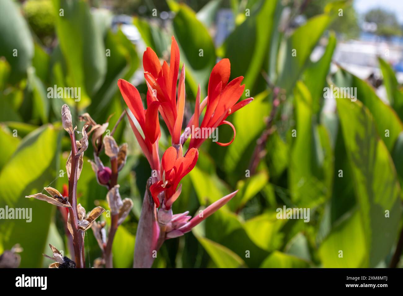 Vibrant pink canna flower hi-res stock photography and images - Alamy