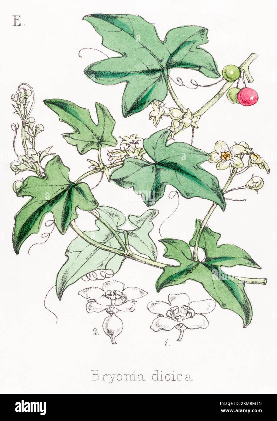 19th c. hand-tinted botanical illustration of Bryonia dioica / White ...