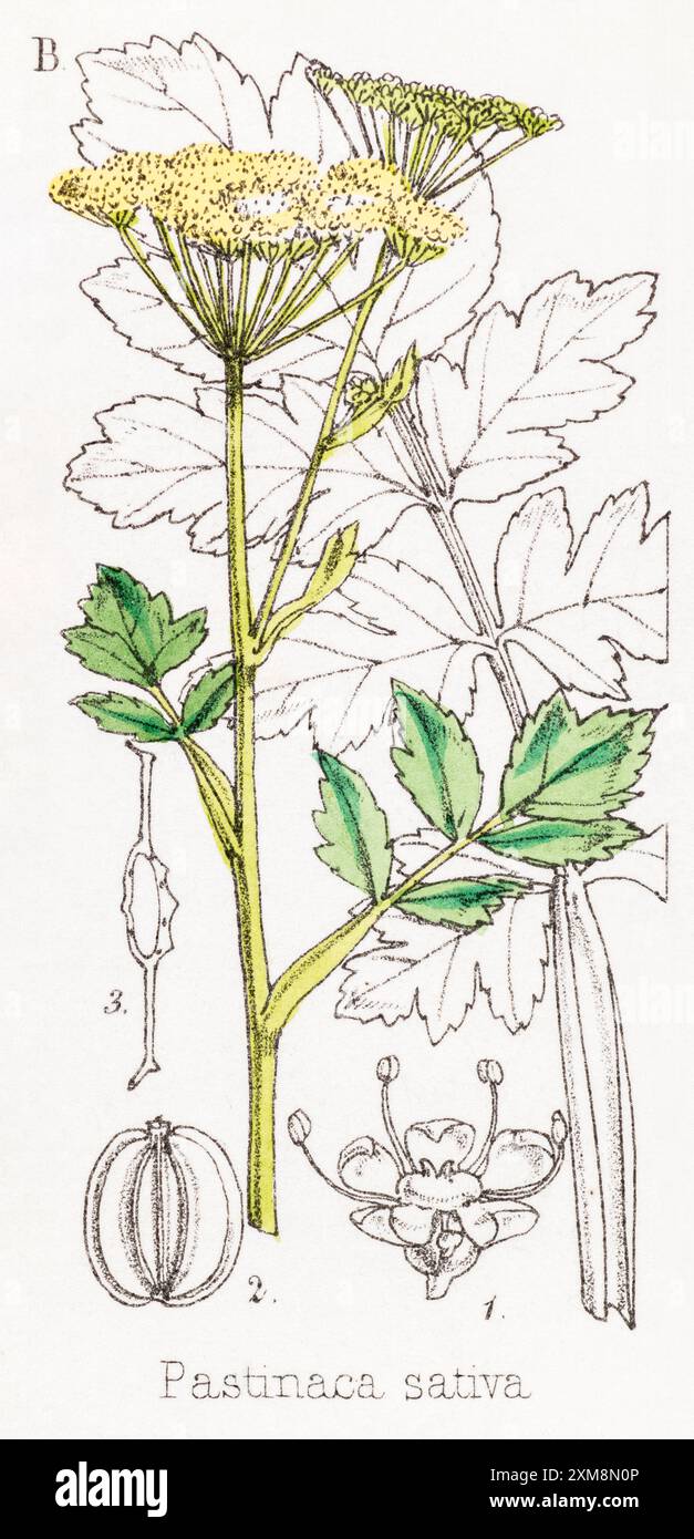19th c. hand-tinted botanical illustration of Pastinaca sativa ...