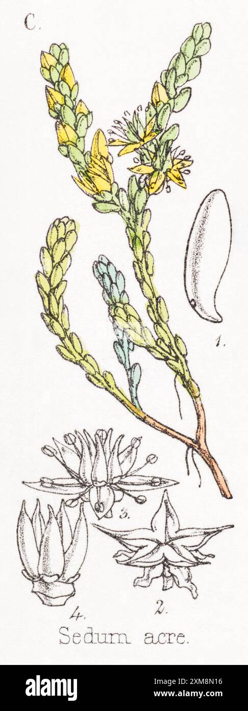 Sedum acre botanical illustration hi-res stock photography and images ...