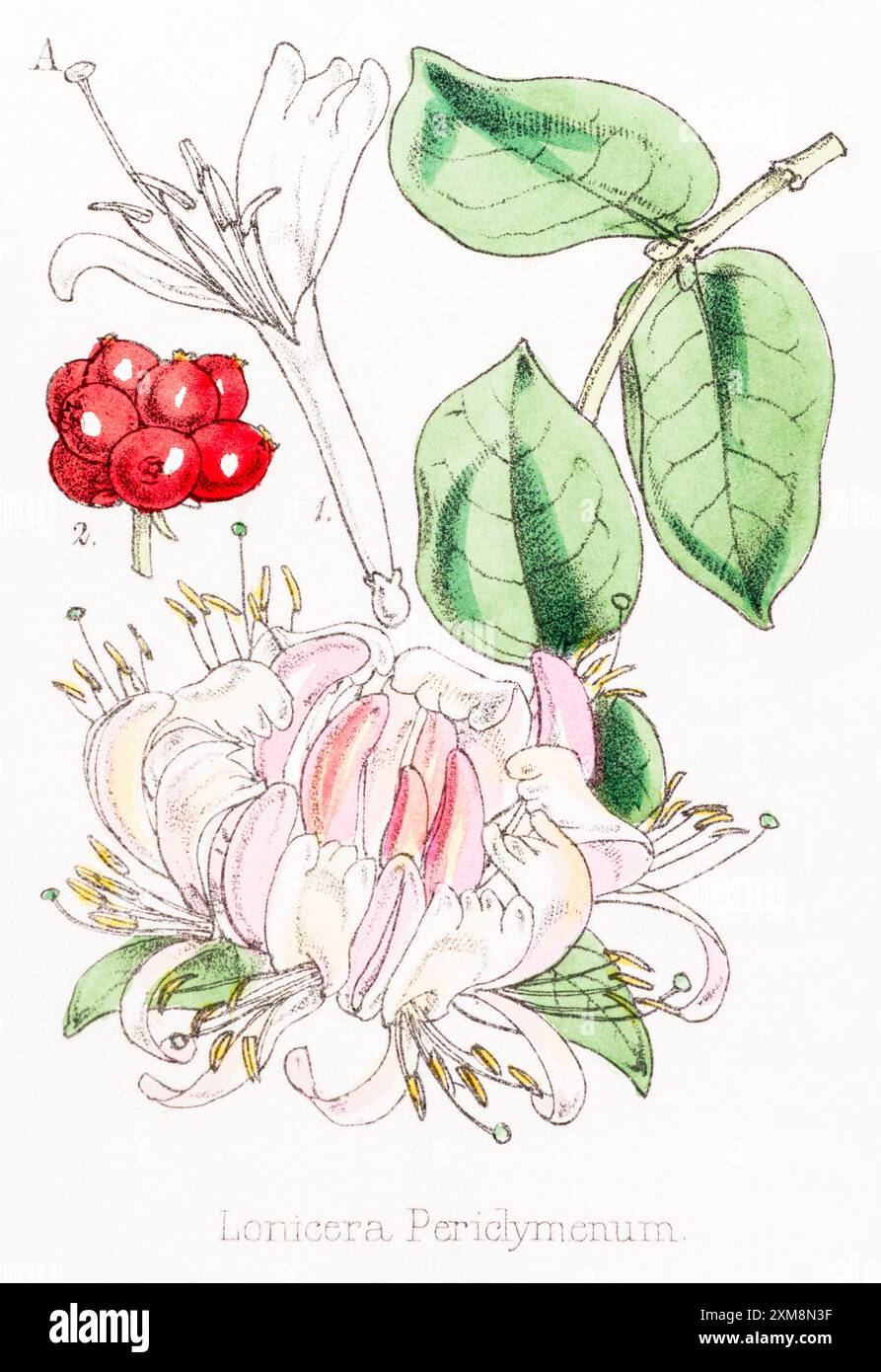 Honeysuckle Drawing Realistic