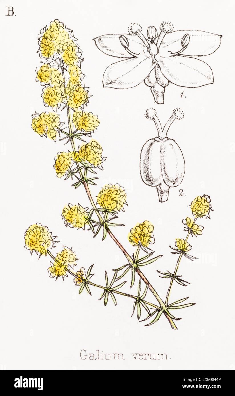 19th c. hand-tinted botanical illustration of Galium verum / Lady's ...