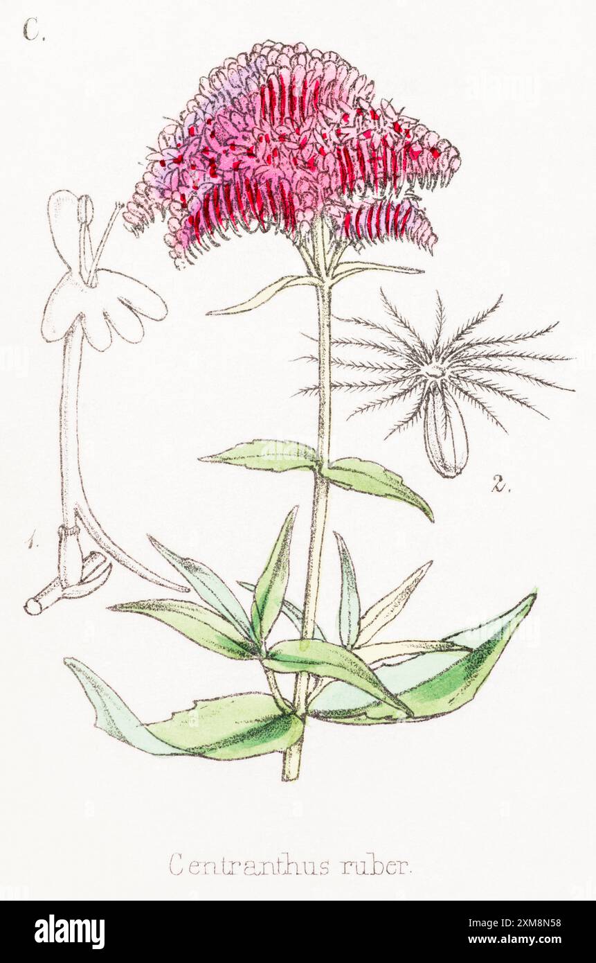 19th c. hand-tinted botanical illustration of Centranthus ruber / Red ...