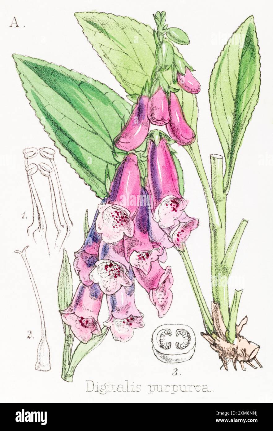 Digitalis Purpurea Drawing