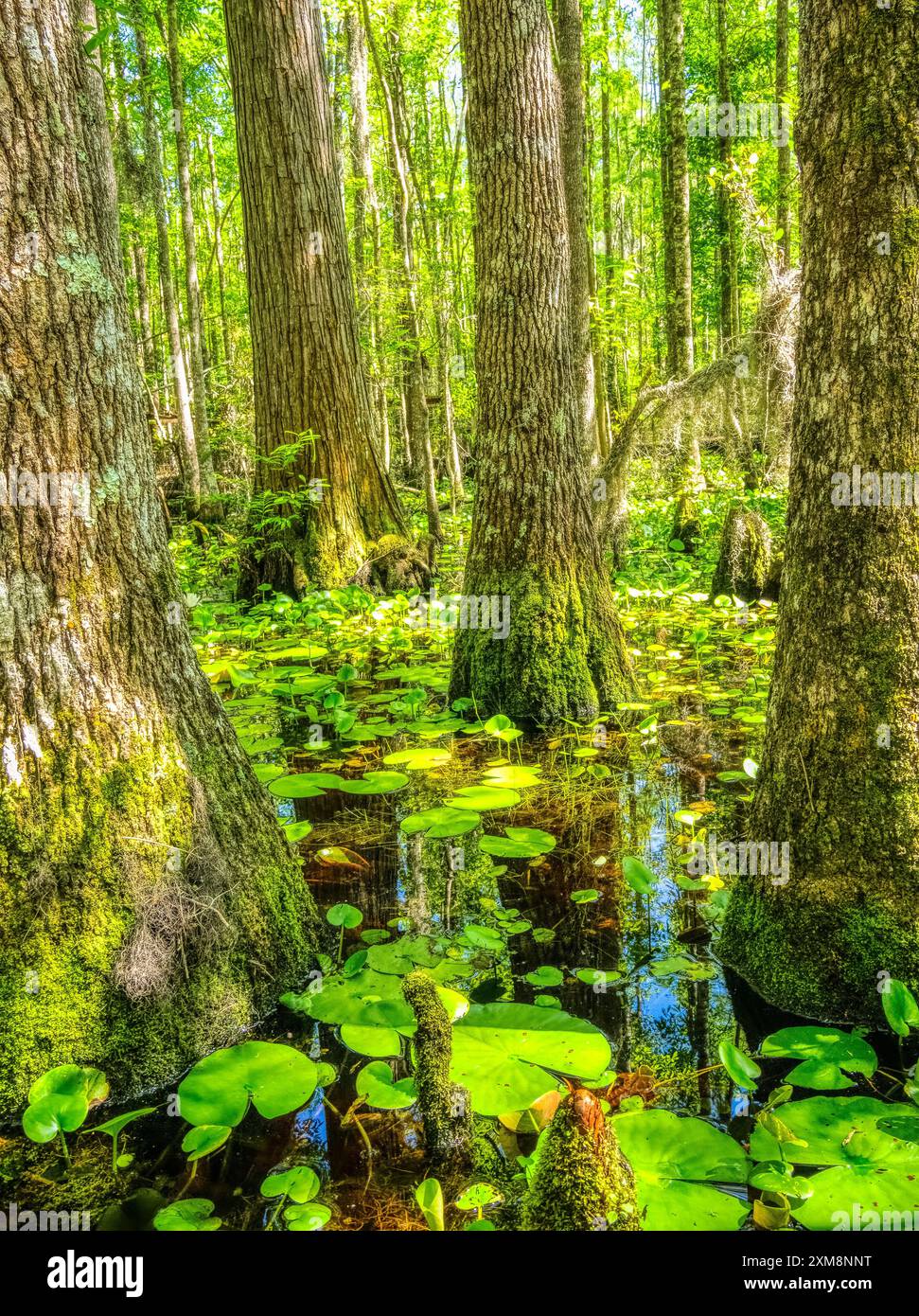 Swamp along Grand Bay Boardwalk in the Grand Bay Wildlife Management ...