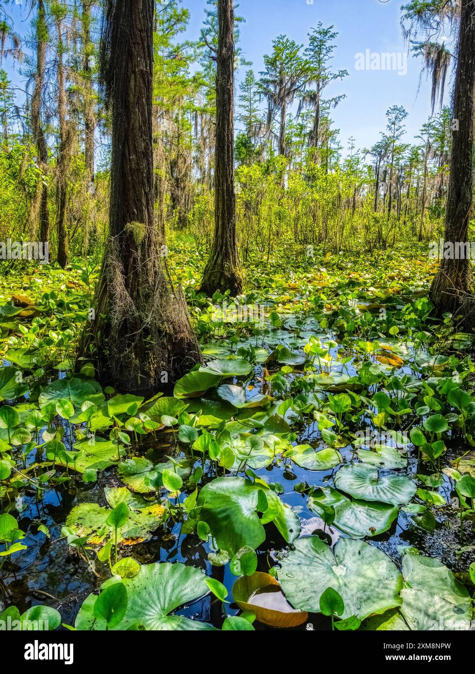 Swamp along Grand Bay Boardwalk in the Grand Bay Wildlife Management ...