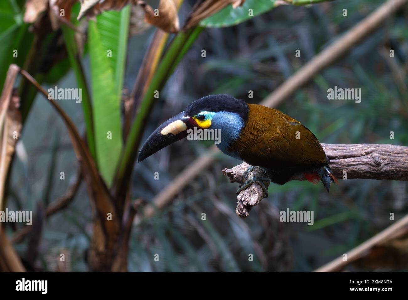 The Plate-Billed Mountain Toucan, native to the Andes of Ecuador and ...