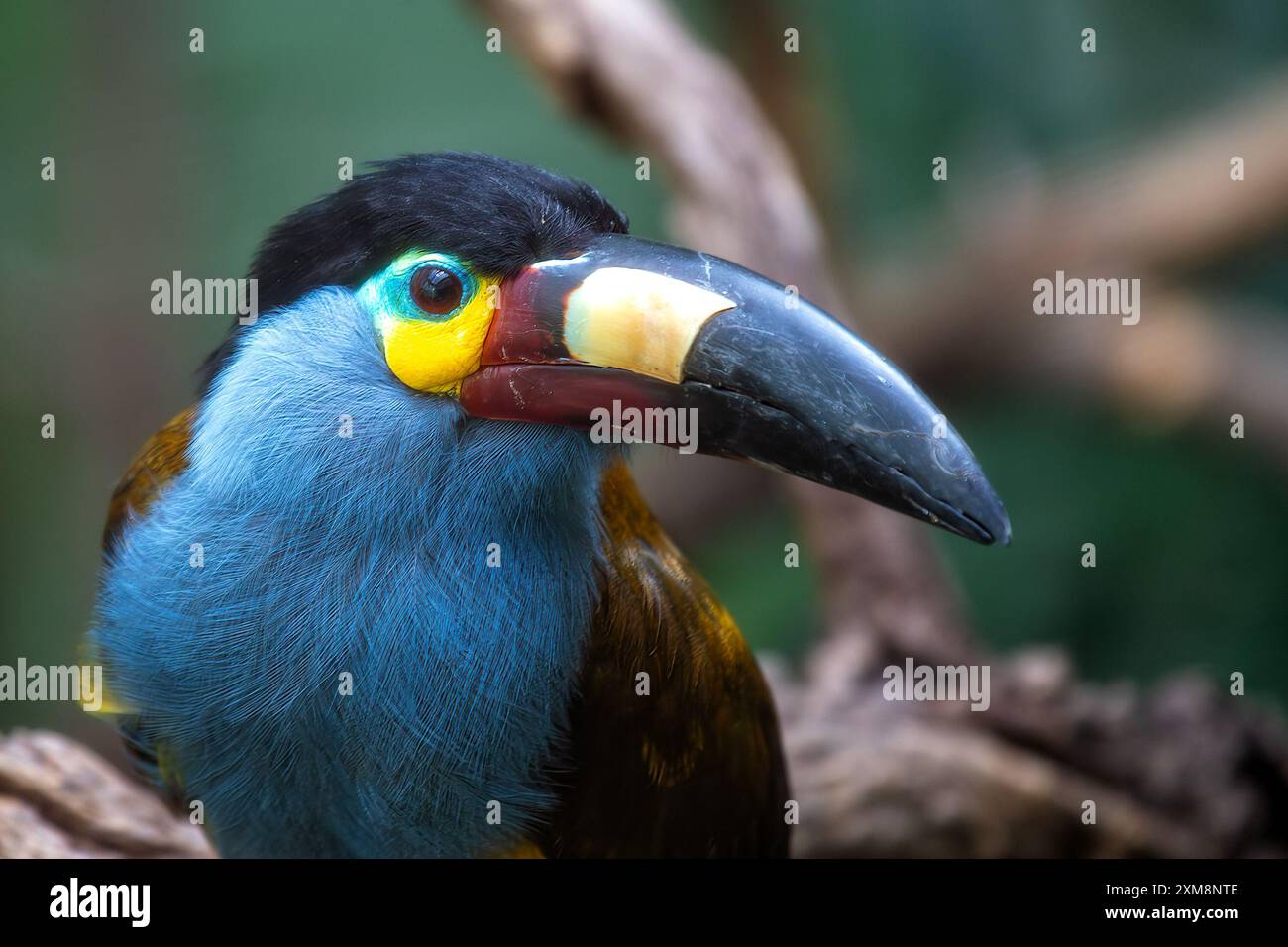 The Plate-Billed Mountain Toucan, native to the Andes of Ecuador and ...