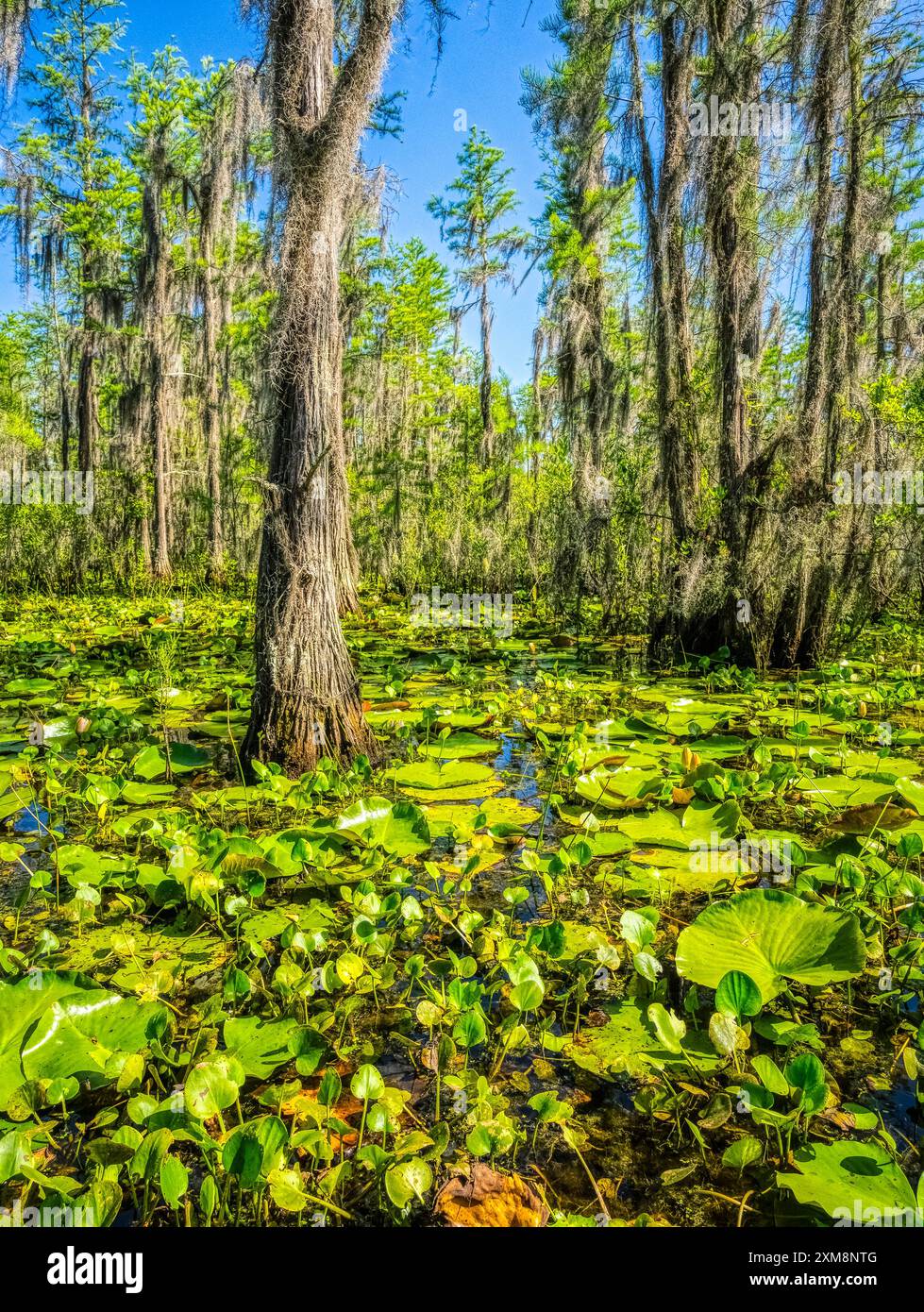 Swamp along Grand Bay Boardwalk in the Grand Bay Wildlife Management ...