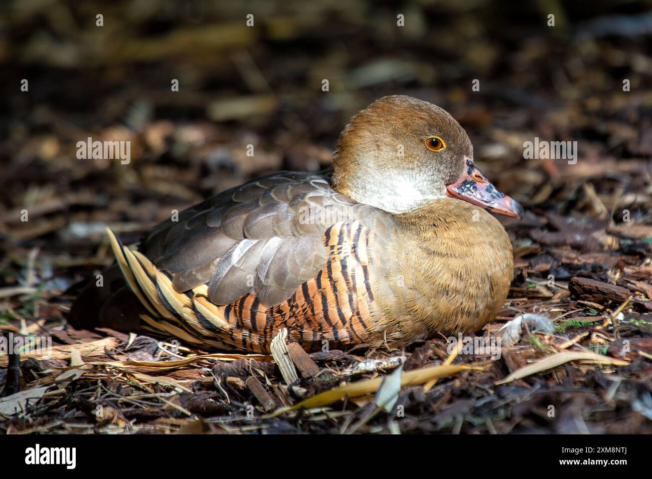 The Plumed Whistling Duck, native to Australia and New Guinea, is ...