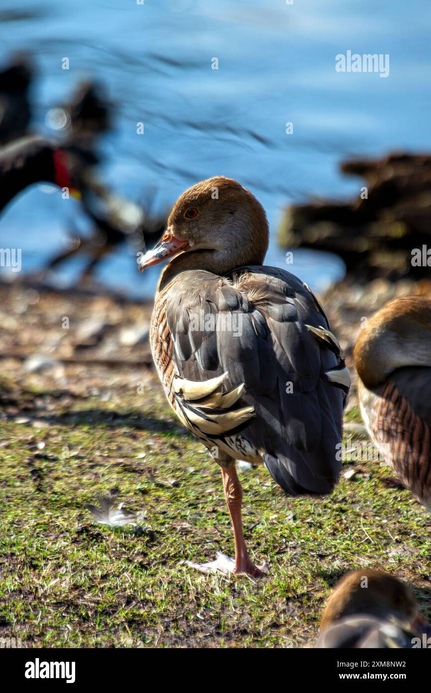 The Plumed Whistling Duck, native to Australia and New Guinea, is ...