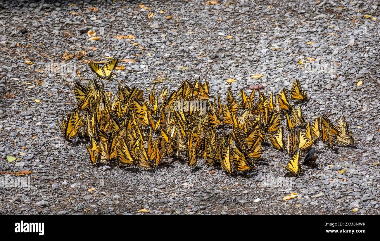 Eastern Tiger Swallowtail butterflies in a group on the ground Stock ...