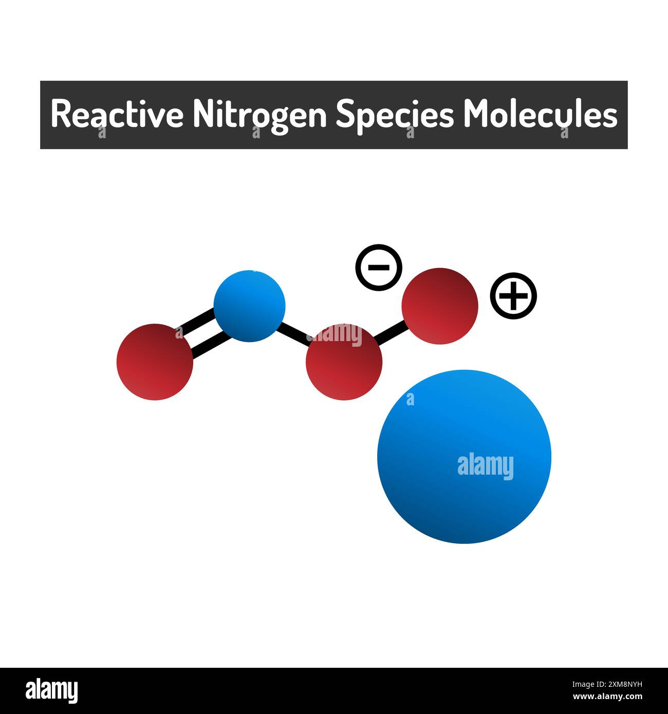 Reactive Nitrogen Species Molecules - Their Biological Roles and ...
