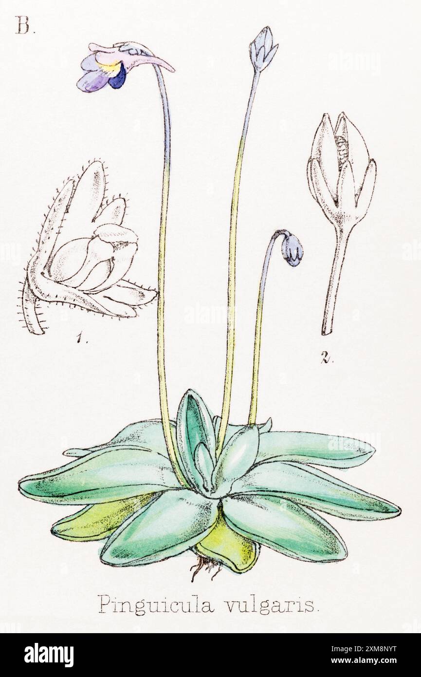 19th c. hand-tinted botanical illustration of Pinguicula vulgaris ...