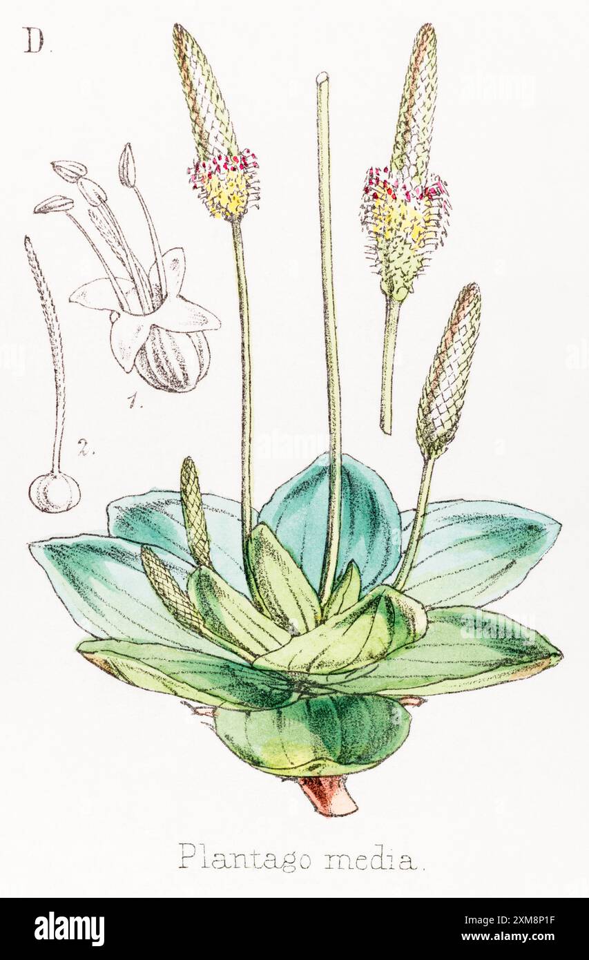 19th c. hand-tinted botanical illustration of Plantago media / Hoary ...