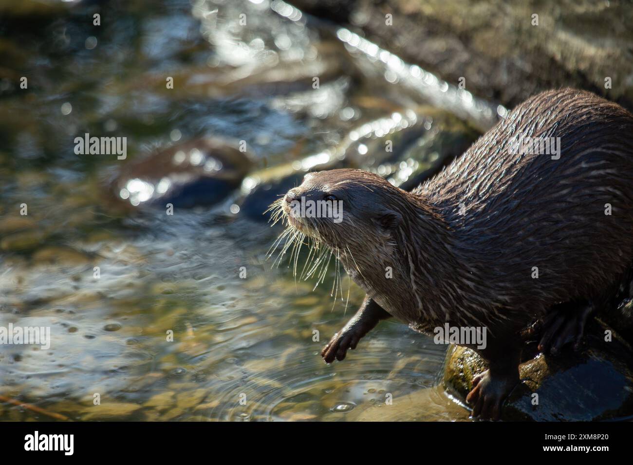 The Small-Clawed Otter, native to Southeast Asia, is the smallest otter ...