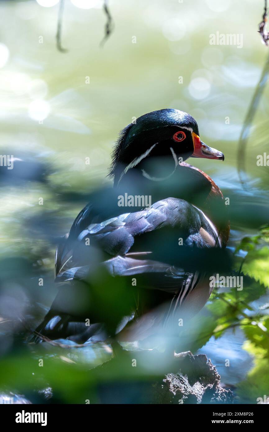 The Wood Duck, native to North America, is known for its striking ...