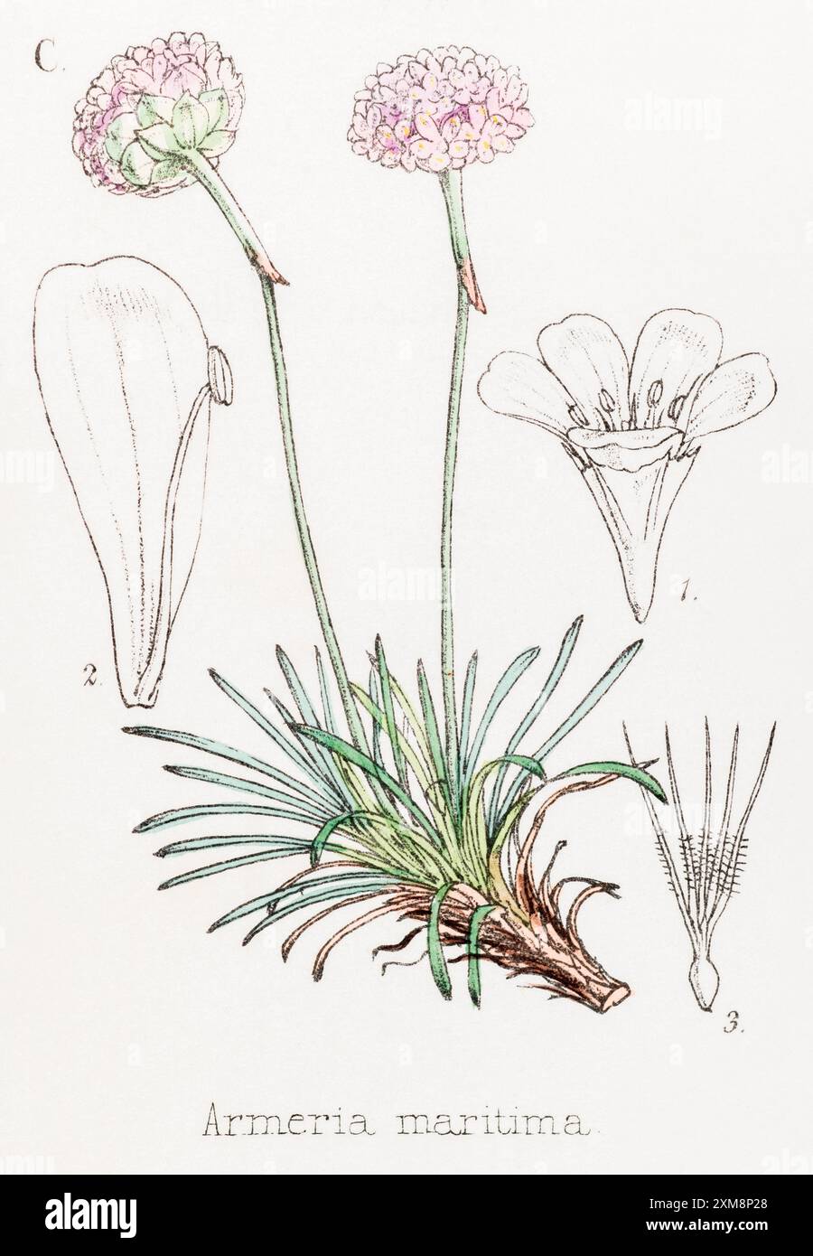 Armeria maritima illustration hi-res stock photography and images - Alamy