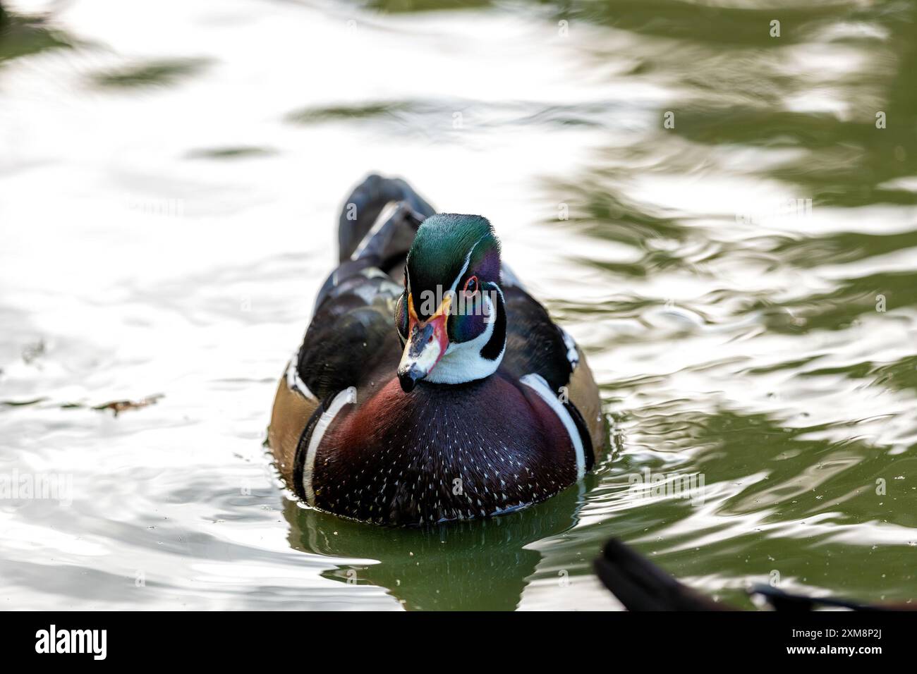 The Wood Duck, native to North America, is known for its striking ...