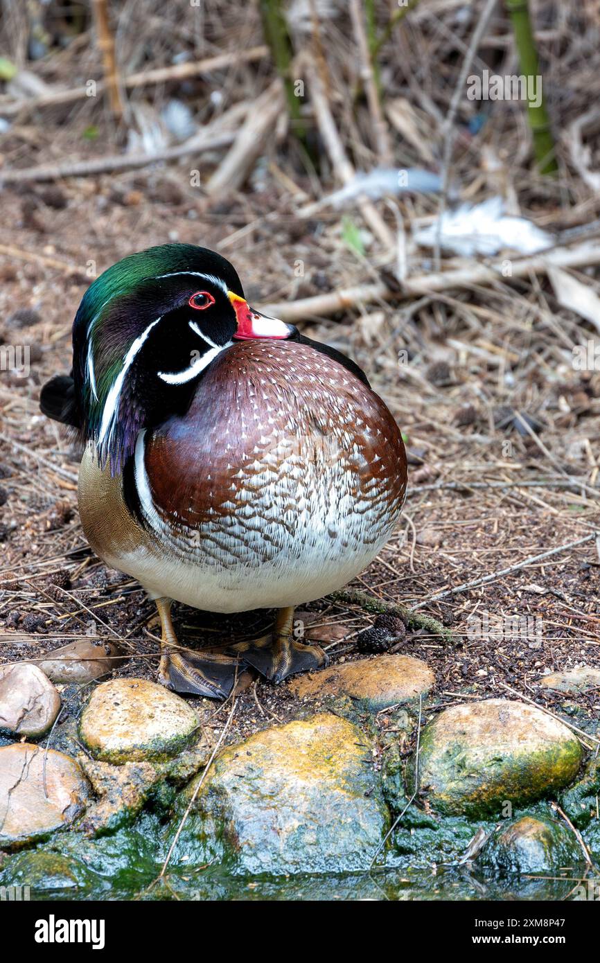 The Wood Duck, native to North America, is known for its striking ...
