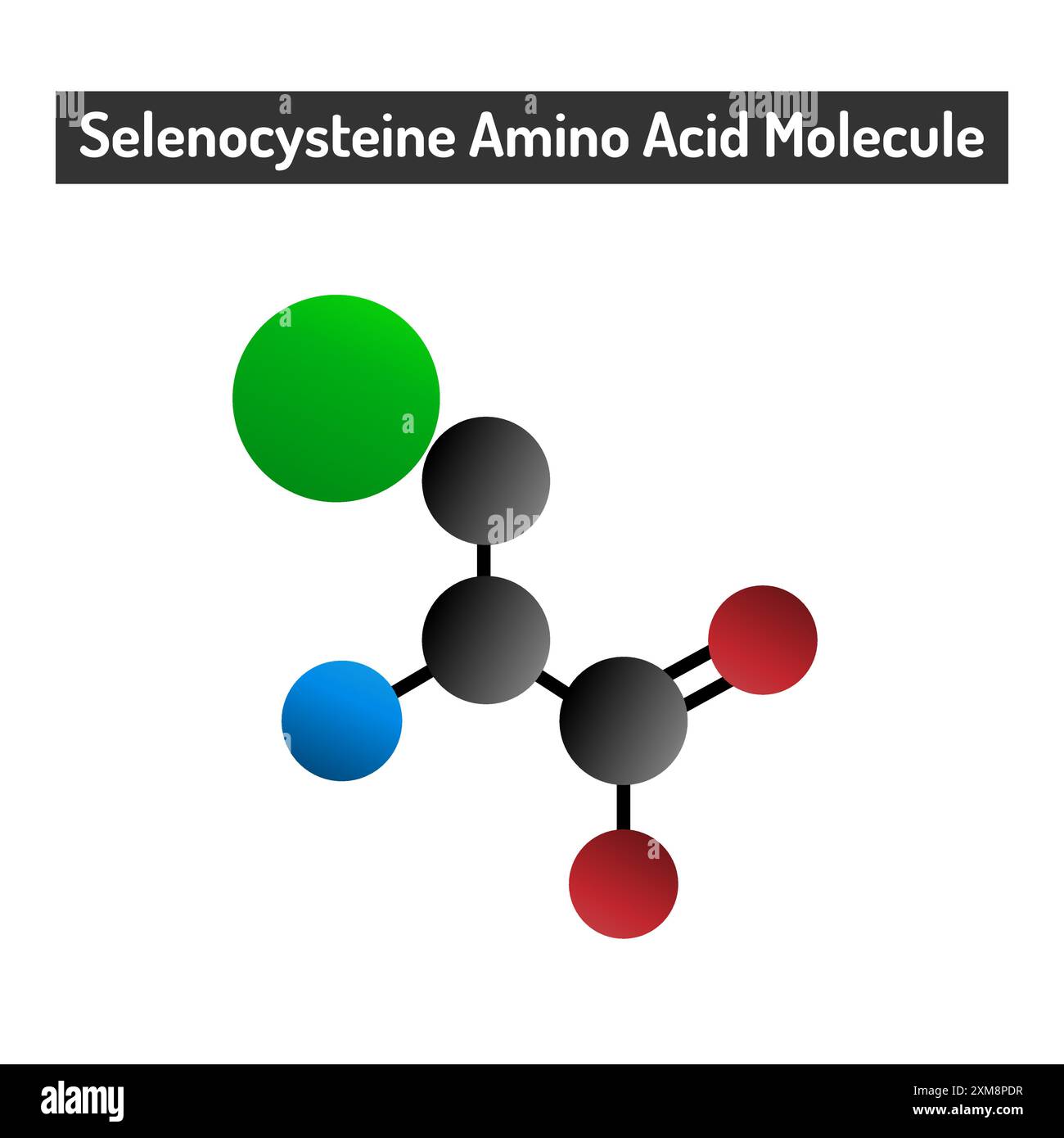 Selenocysteine Amino Acid Molecule - Unique Properties and Biological ...