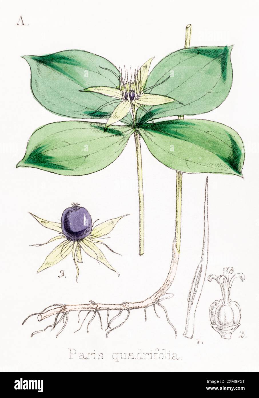 19th c. hand-tinted botanical illustration of Herb Paris / Paris ...