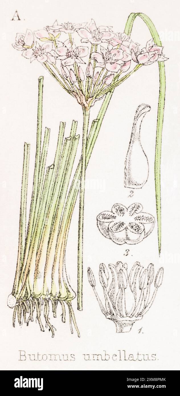 19th c. hand-tinted botanical illustration of Butomus umbellatus ...
