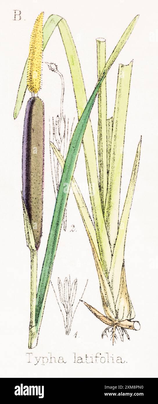 19th c. hand-tinted botanical illustration of Typha latifolia / Greater ...