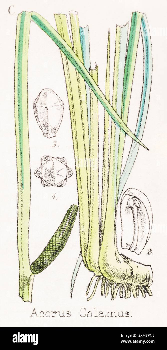 Acore calame hi-res stock photography and images - Alamy