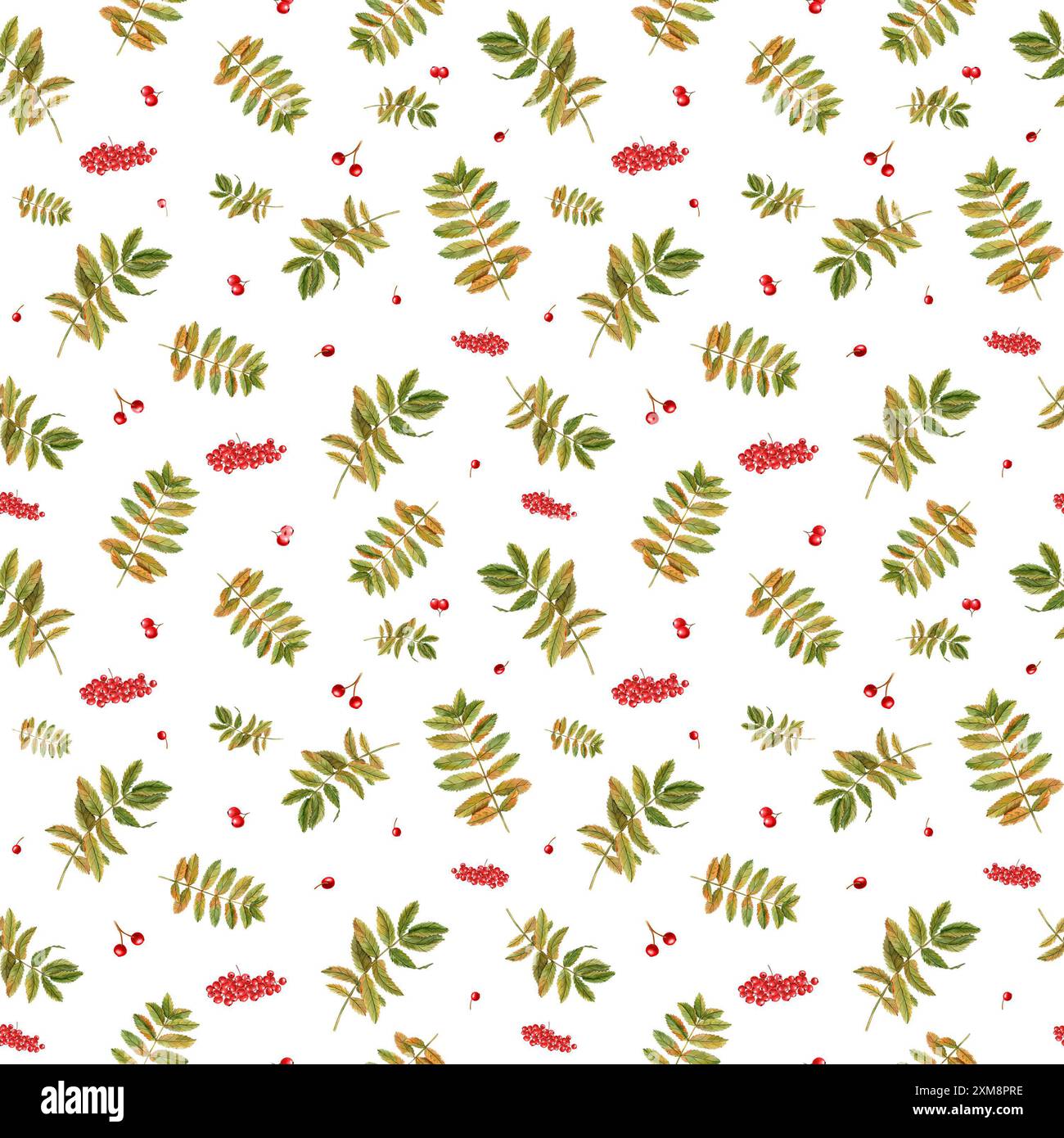 Rowan leaves and berries. Watercolor seamless pattern. Botanical illustration with red berry ...