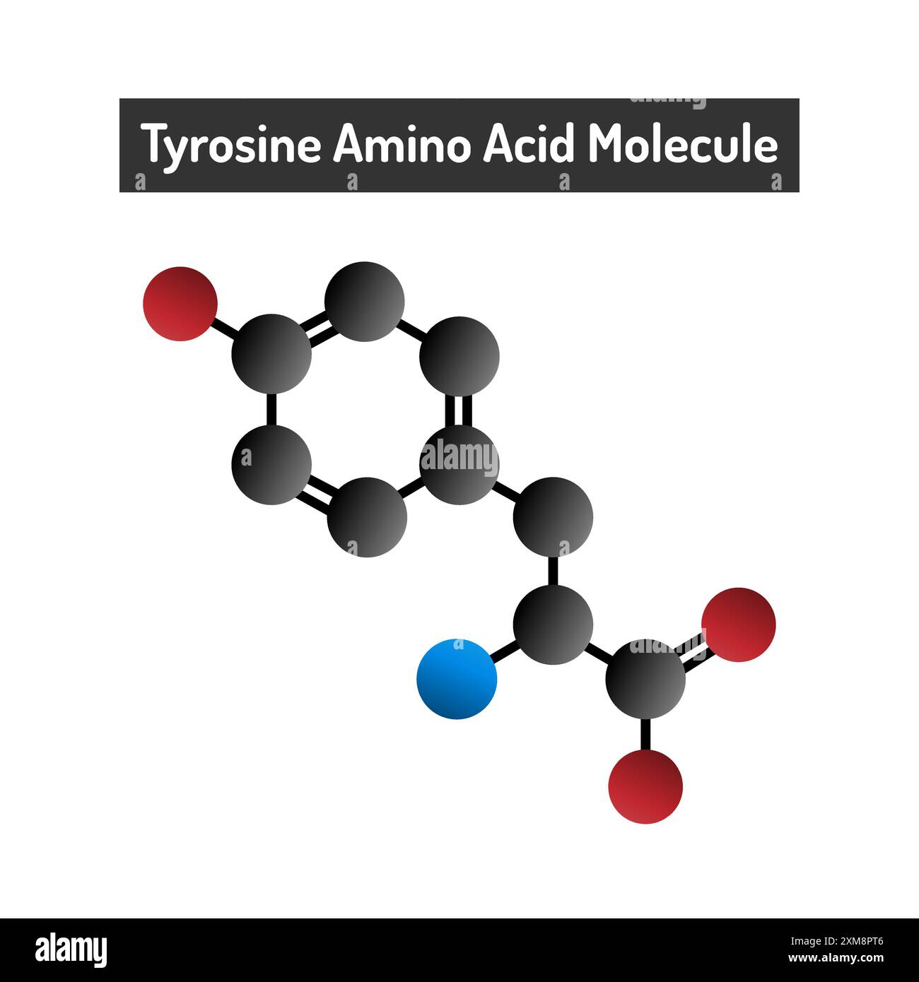 Tyrosine Amino Acid Molecule - Structure, Functions, and Role in ...