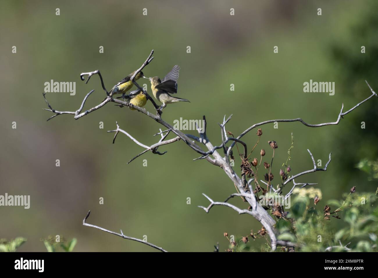 Mother Lesser Goldfinch bird has regurgitated food stuck between hers ...