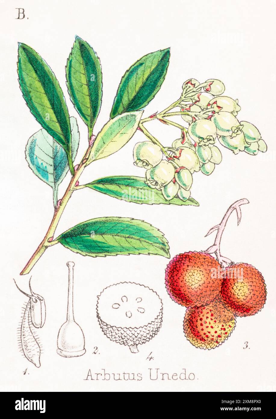 19th c. hand-tinted botanical illustration of Arbutus unedo ...