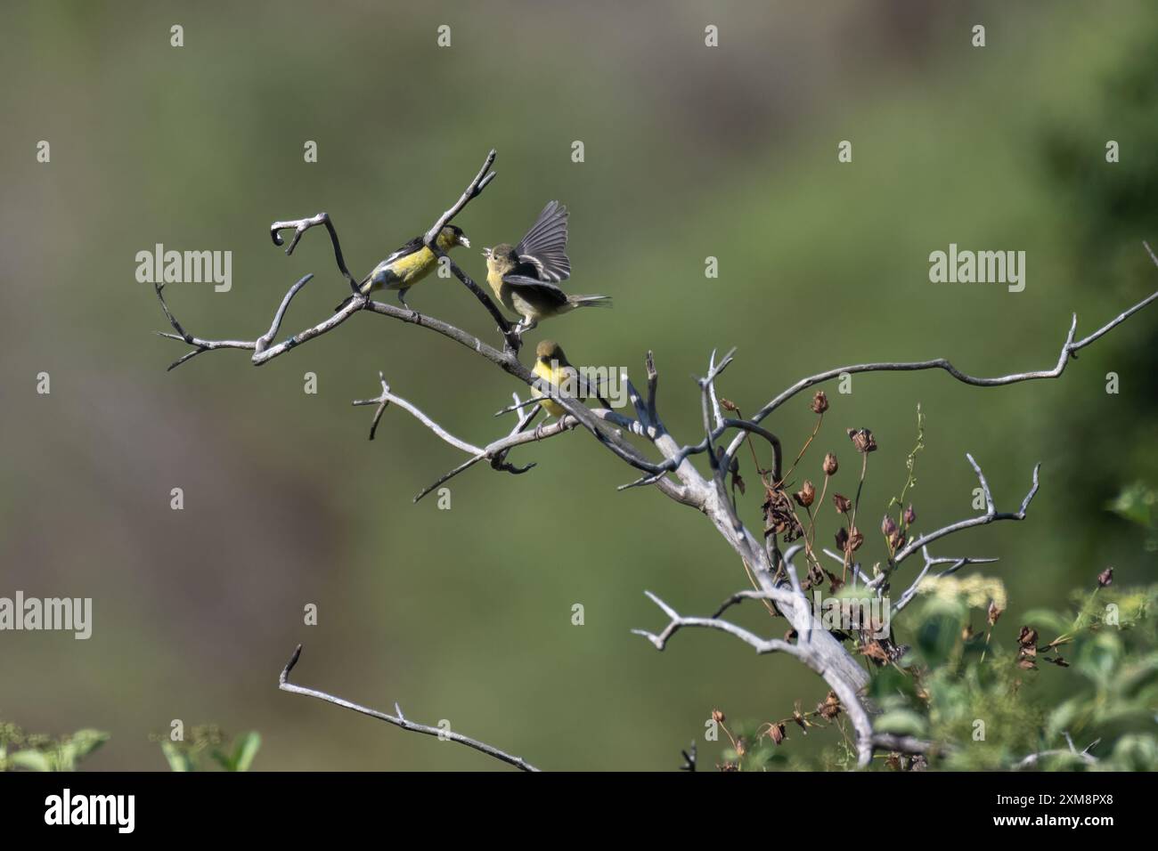 Mother Lesser Goldfinch bird has regurgitated food for her fledgling ...
