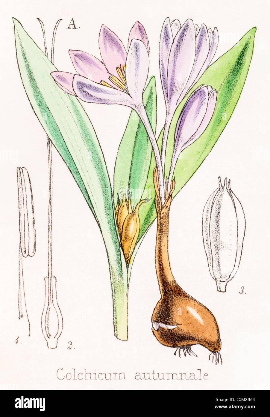 Colchico comun hi-res stock photography and images - Alamy