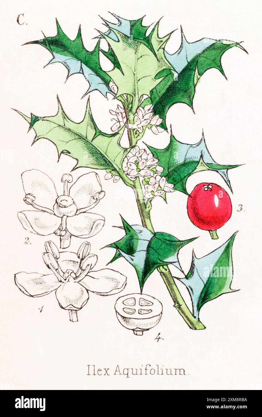 19th c. hand-tinted botanical illustration of Ilex aquifolium / Holly ...