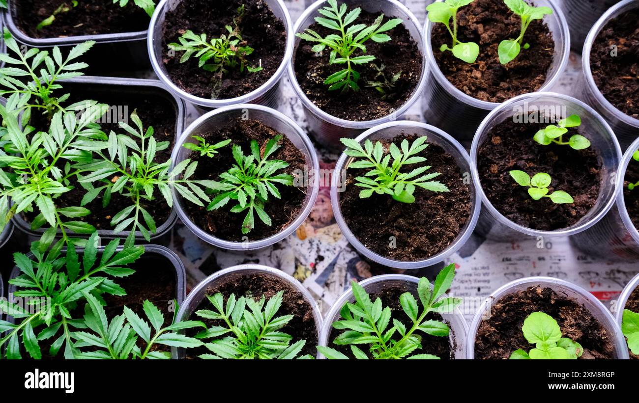Soil friendly pots hi-res stock photography and images - Alamy