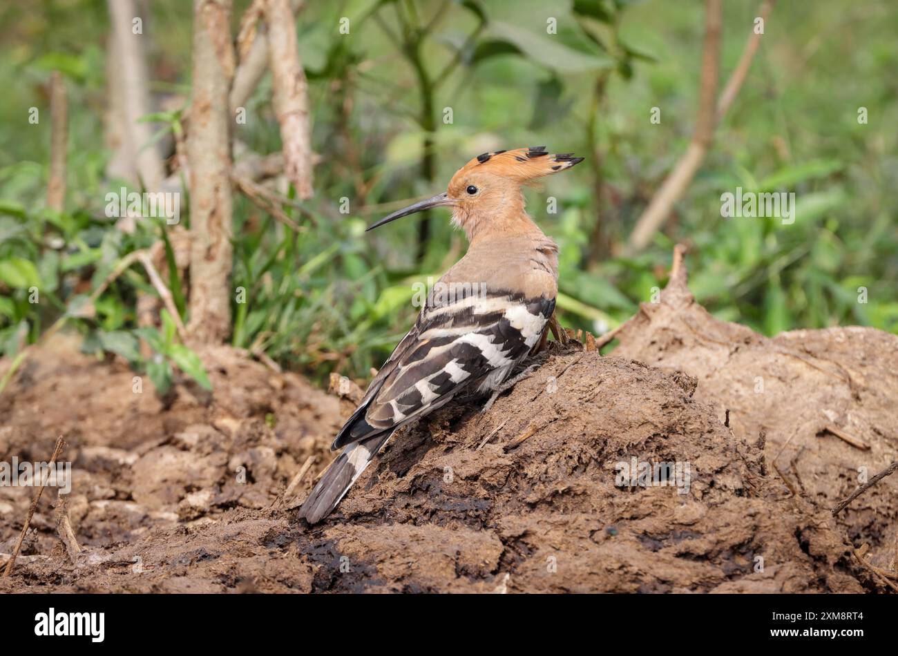 Hoopoe bird hi-res stock photography and images - Alamy