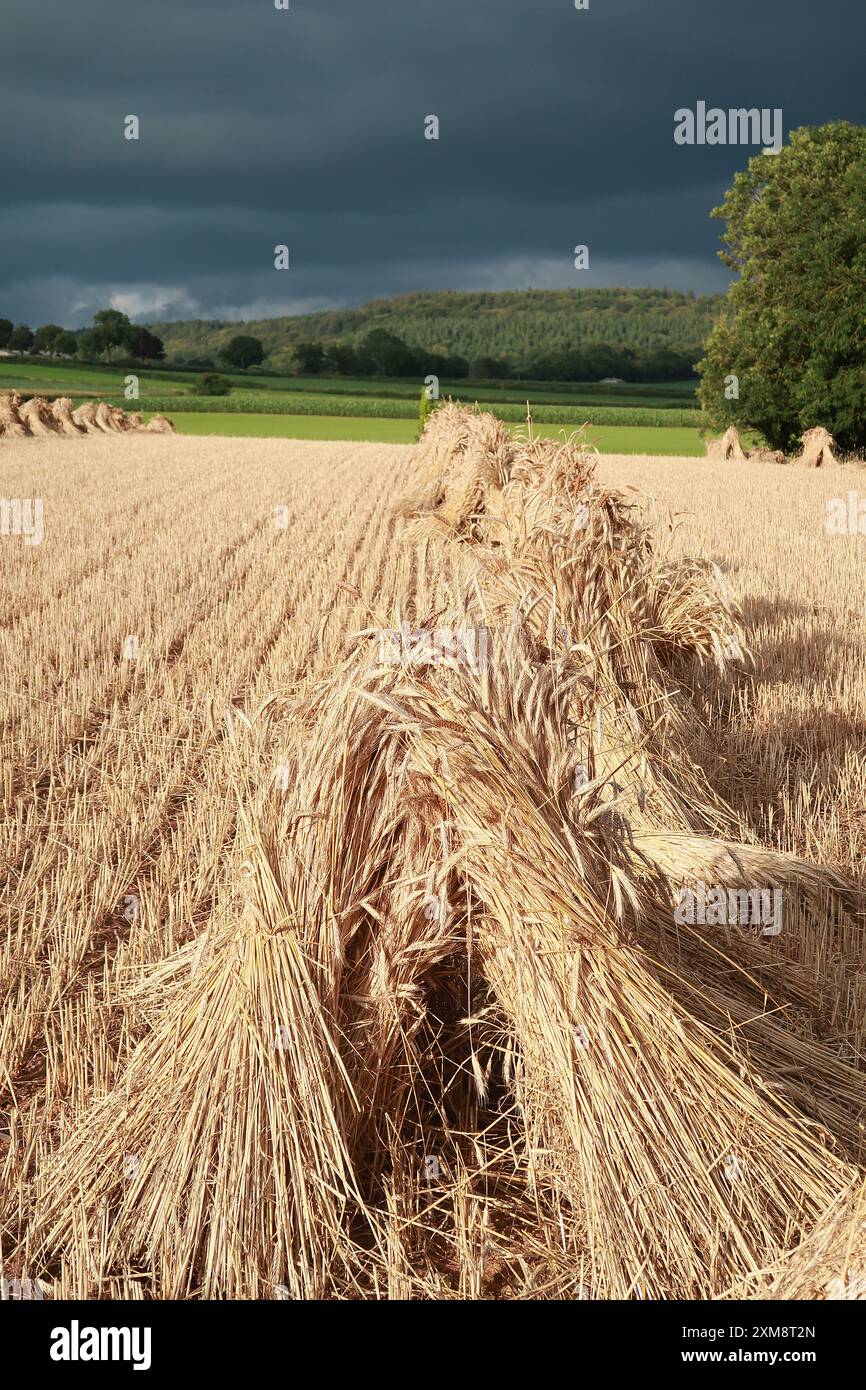 Devon farming hi-res stock photography and images - Alamy