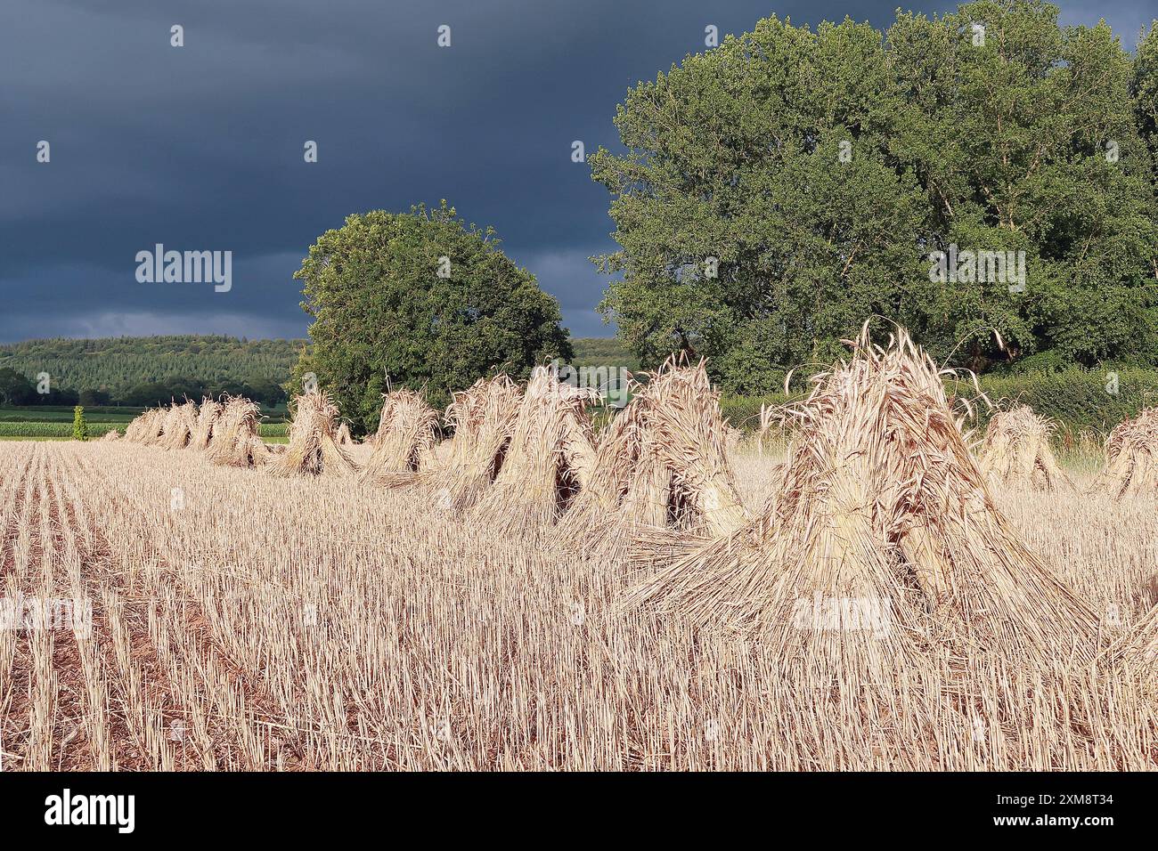 Traditional Corn Stooks, Devon, UK Stock Photo - Alamy