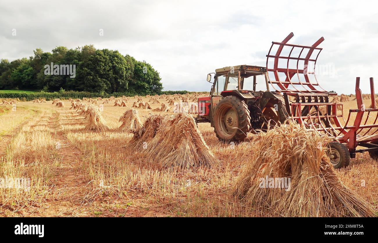 Traditional Corn Stooks, Devon, UK Stock Photo - Alamy