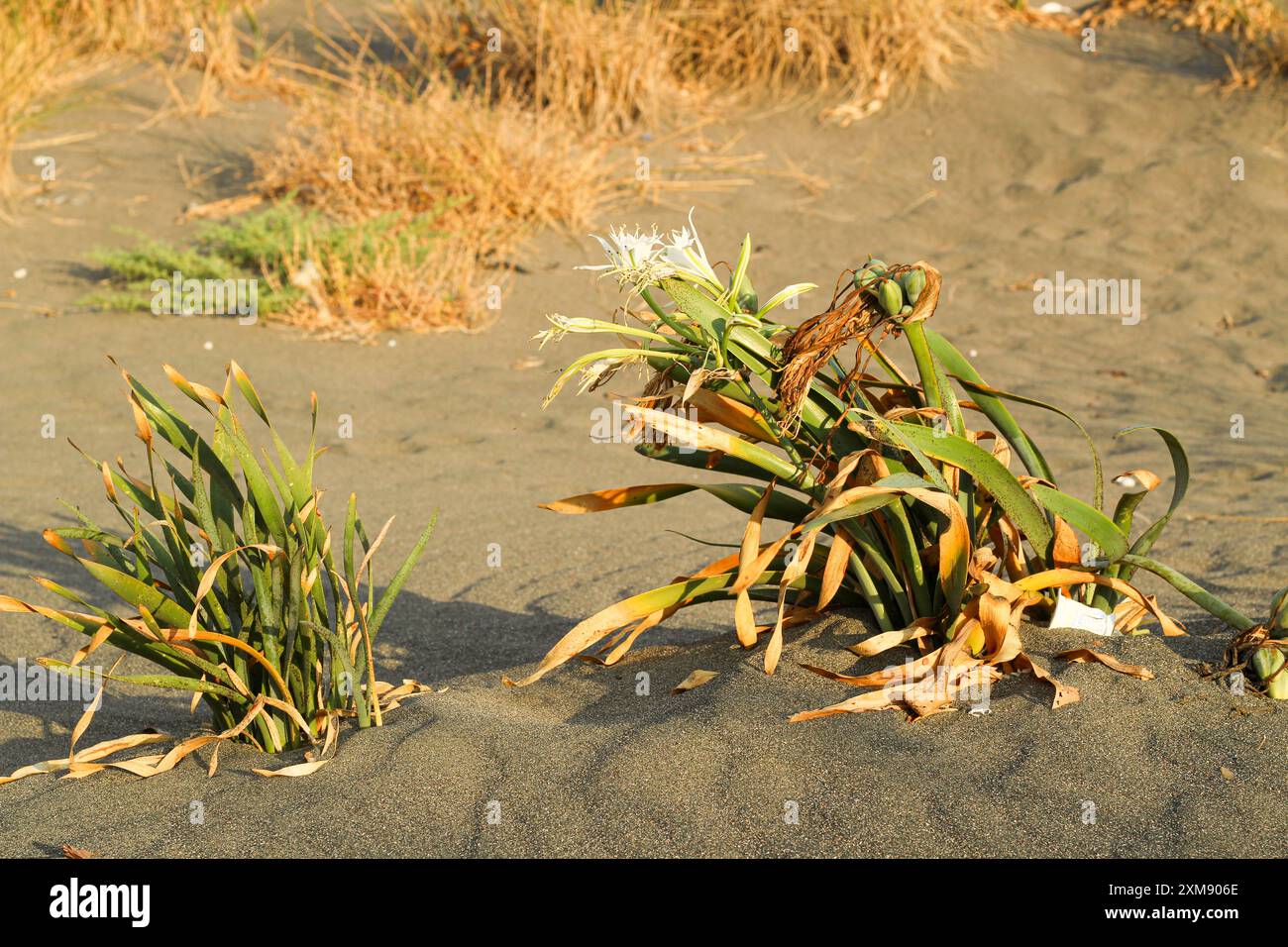 Sand lily or Sea daffodil closeup view. Pancratium maritimum, wild ...