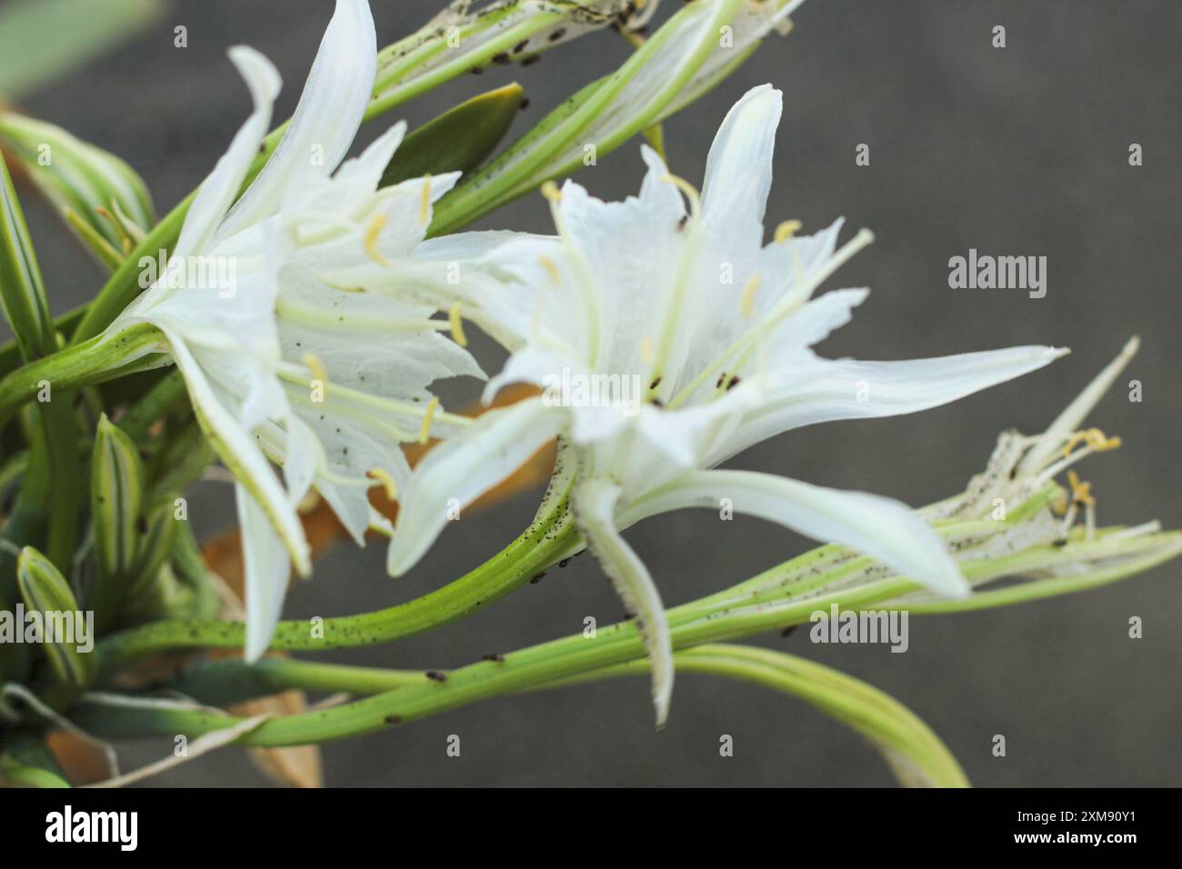 Sand lily or Sea daffodil closeup view. Pancratium maritimum, wild ...